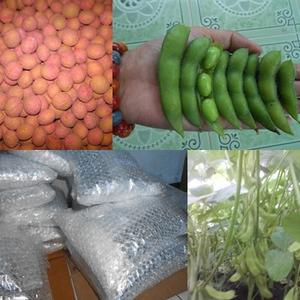 Jual Benih Kedelai Edamame, 1 kg benih edamame ada sekitar 2500 butir ...