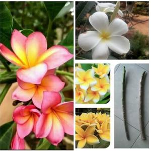 Jual Paket bibit batang stek kamboja bali 3 warna setek kamboja bali ...