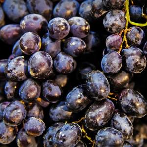 Promo Bibit Anggur Hitam Tanpa Biji Varietas Maroo Seedless Asal ...