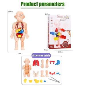 Jual "S86" Mainan Edukasi Human Body Model Organ Tubuh Torso Anatomi ...