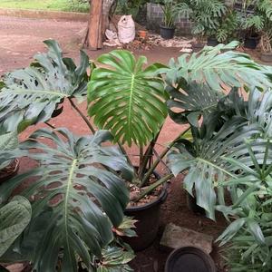 Jual MONSTERA KING TERBAIK - 4daun - Kab. Bekasi - aydan market | Tokopedia