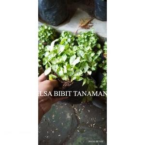 Jual BIBIT BUNGA KELADI MINI SUPER CANTIK - Kab. Nganjuk - ELSA BIBIT ...