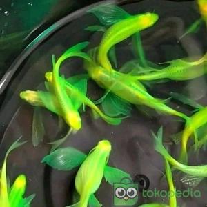 Jual danio slayer sleyer hijau biru kuning pink zebra tetra - Kab ...