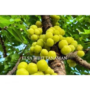 Jual BIBIT BUAH CERMAI SIAP TANAM(pembelian 5 pohon dapat 6 pohon ...