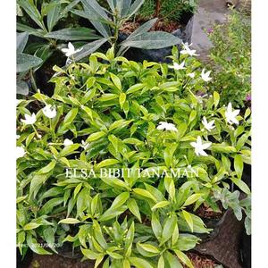 Jual BUNGA ROMBUSA VARIGATA BERBUNGA (BELI 5 GRATIS 1) - Kab. Nganjuk ...