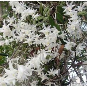 Jual anggrek merpati dewasa siap bunga anggrek spesies murah anggrek ...