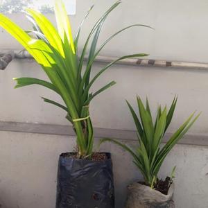 Jual TANAMAN PANDAN WANGI, TANAMAN HIDUP, BUKAN CUMA DAUN PANDAN ...