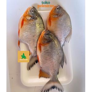 Jual Ikan bawal merah segar 1kg by toko pelesiran - Kota Bandung ...