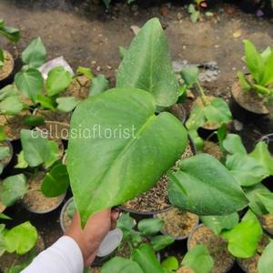 Jual Tanaman Hias Koleksi Monstera Borsiana (Merambat) - Kota Surabaya ...