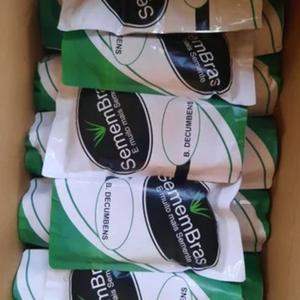 Jual RUMPUT SIGNAL - Biji benih rumput signal ukuran 250gram-1kg ...