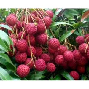 Jual bibit leci merah cangkok benih pohon tanaman buah di dalam pot ...