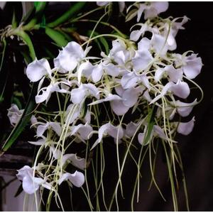 Jual Angraecum Longiscott - BUMI Orchids Anggrek Koleksi - Kab ...