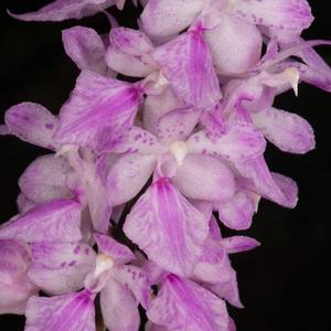 Jual Aerides multiflora - BUMI Orchids Anggrek Koleksi - Kab. Mojokerto ...