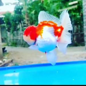 Jual oranda short body rosetail - Kota Surabaya - Kaiisha Storee ...