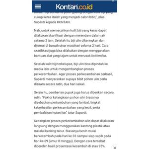 Jual Biji Buah Ulin Biji Pohon Kayu Ulin Dari Hutan Kalimantan ...