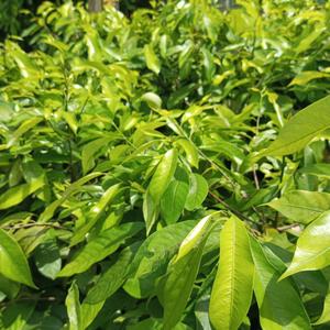 Jual Bibit Tanaman Pohon Pala Herbal Rempah Unggul Siap Tanam - Jakarta ...