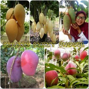 Jual Promo 5 Paket Jenis Mangga (Mangga Cokanan ,Mangga Namdokmai ...