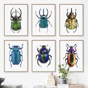 Jual Beetle Specimen Unicorn Scarab Vintage Insect Color Posters - Kota ...