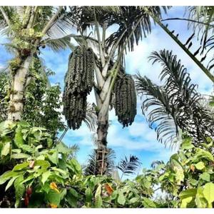 Jual Pelepah aren kering organik pohon cengkaleng berat 1 kg untuk obat ...