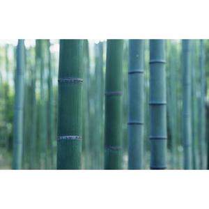 Jual REFA (5 Biji) Benih Pohon Bambu Biru Raksasa Kemasan Original ...