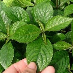 Jual Daun Keji Beling Pecah Beling Strobilanthes crispus Obat Batu ...