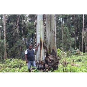 Jual REFA Bibit Tanaman Hidup Pisang Raksasa Papua Musa Ingens / Meja ...
