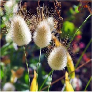 Jual Amefurashi 15 Benih Bibit Biji Rumput Kelinci Unik Ornamental ...