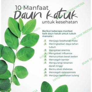 Jual Daun Katuk Segar 1 ikat - Kab. Pangandaran - Prembun Store | Tokopedia
