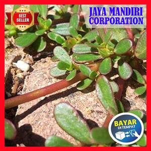 Jual Daun krokot fress - Kab. Karawang - Prembun Store | Tokopedia