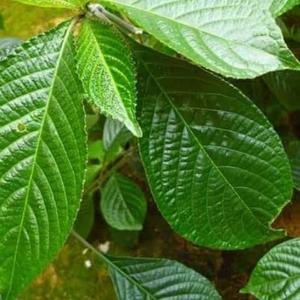 Jual Daun kaca beling segar - Kab. Pangandaran - Prembun Store | Tokopedia