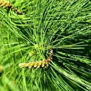 Jual Jual 1kg Daun pinus segar - Kota Bogor - Prembun Store | Tokopedia
