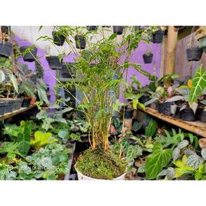 Jual TANAMAN BONSAI BAMBU MINI MICRO/ TANAMAN BAMBU / BAMBU MINI ...