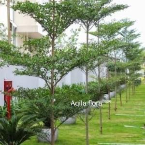 Jual PROMO 12.12!! tanaman Ketapang mini/Ketapang kencana tinggi 2 ...