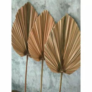 Jual Daun Palm Gold | Palem Payung | Daun Kering Dekorasi Foto Rustic ...