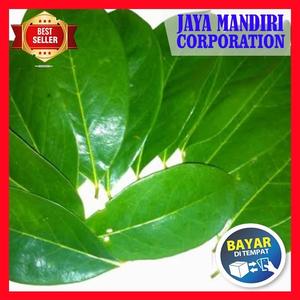 Jual Daun Cincau Hijau Segar - Kota Bogor - Prembun Store | Tokopedia