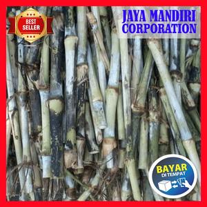 Jual Bibit Tanaman Rumput Odot Rumput Gajah - Kab. Karawang - Prembun ...