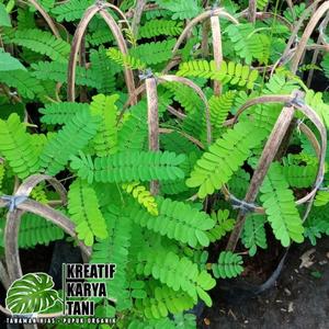 Jual Tanaman herbal daun saga - Tanaman daun saga - pohon saga - Kab ...