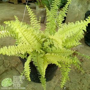 Jual Tanaman hias pakis boston - pakis kuning tanaman pot gantung - Kab ...