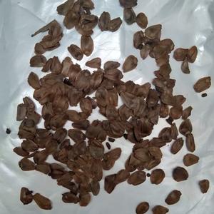 Jual A 6R BIBIT BAOBAB / ASEM BUTO POHON TROPIS LANGKA EKSOTIS A E1 ...