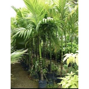 Jual Pohon Palem Jepang // rimbun / ukuran 2 meter up - Jakarta Selatan ...