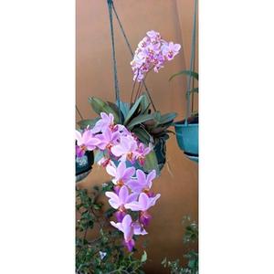 Jual anggrek bulan mini doritis dewasa - Kota Surabaya - Ayda88 | Tokopedia