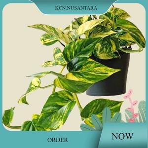 Jual pohon sri gading tanaman merambat/tanaman gantung - Kab. Bogor ...