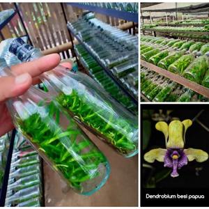 Jual Botol Dendrobium Spesies anggrek besi (violaceoflavens) - Kota ...