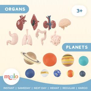 Jual Figurine Human Organ Solar Planet Body Parts Organs Montessori ...