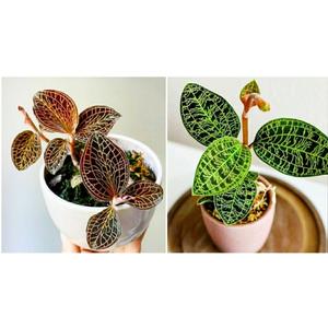 Jual Tanaman Hias Jewel Orchid ( 2 jenis )- kiaksara - Merah dan hijau ...