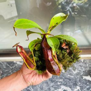 Jual Promo Kantong semar - Sedang - Sedang - Kab. Pangandaran - siyo ...