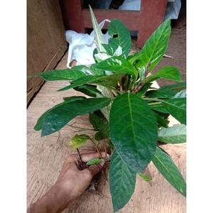 Jual BIBIT TANAMAN RENDEU, COEL SEGAR, BERAKAR, BERDAUN HIJAU RIMBUN ...