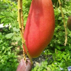 Jual Bibit Tanaman Mangga Red Emperor-Bibit Pohon Buah Mangga Red ...