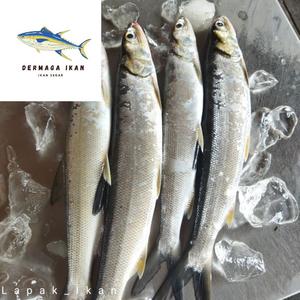 Jual Ikan Payus Segar 1~Kilogram - Kab. Tangerang - Dermaga Ikan ...