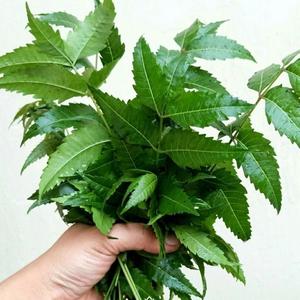Jual 5 Bibit Tanaman Herbal Daun Mimba-Tanaman Pohon Daun Mimba Asli ...